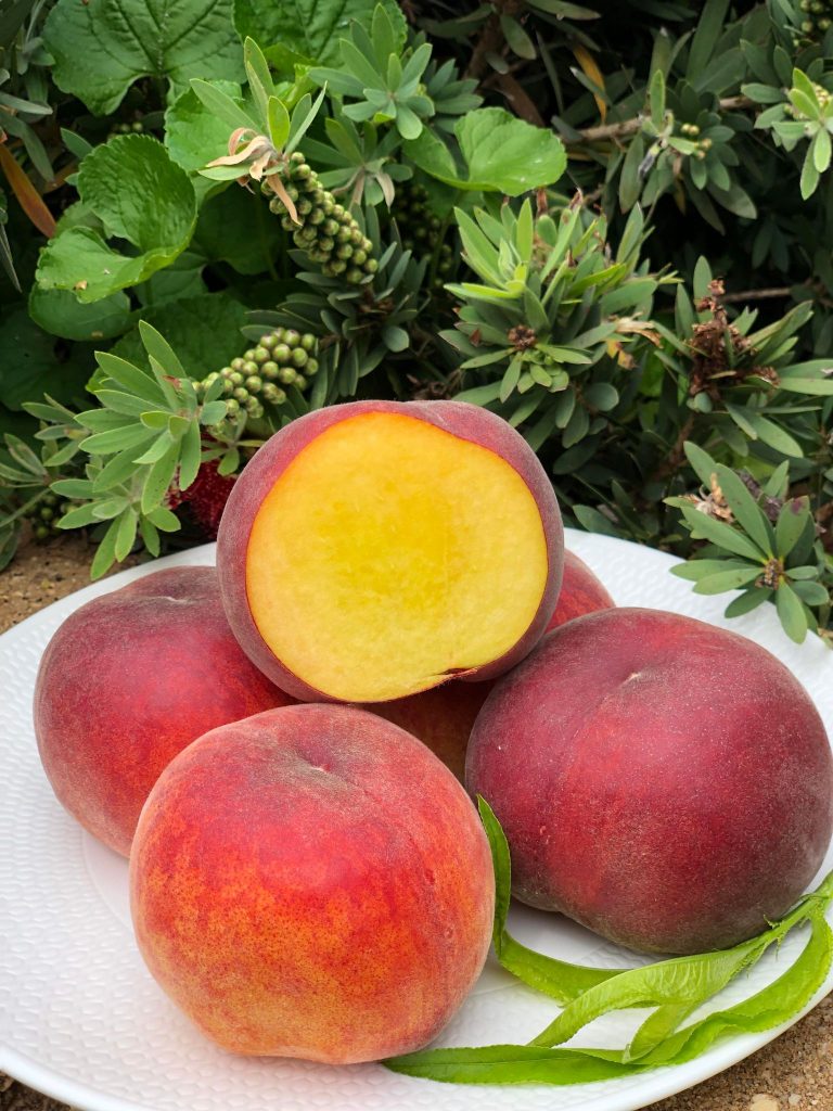 Peach Peter White Orchard